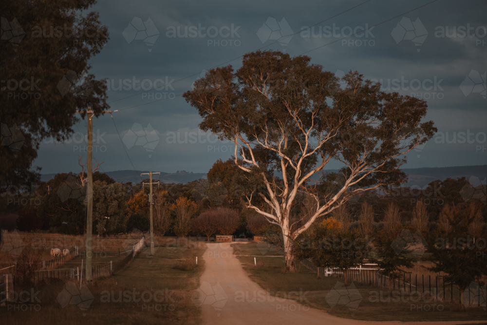 Image of Majestic gum tree with sprawling branches in rural Australia ...