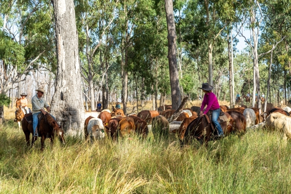 Image of Male and female horse riders mustering cattle among gum trees ...