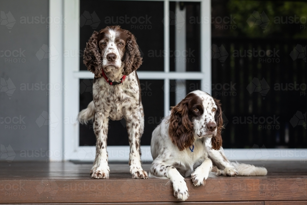 Image of Male and female Springer Spaniel breed dogs quietly relaxing ...