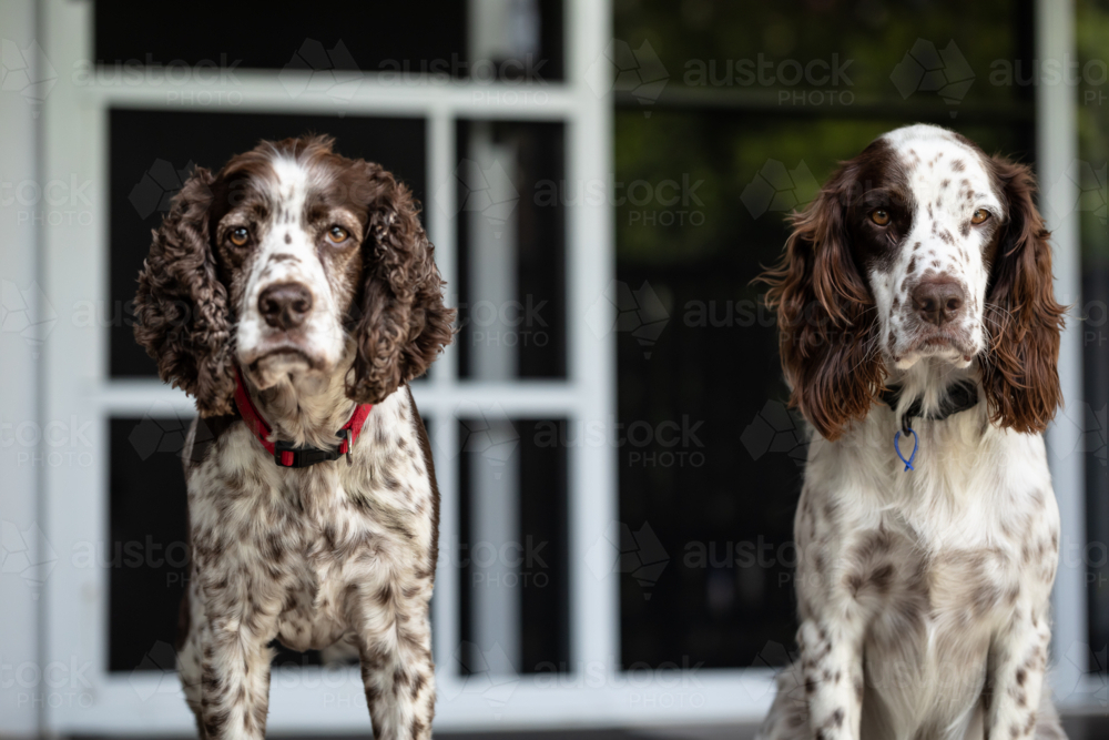 Image of Male and female Springer Spaniel breed dogs quietly relaxing ...