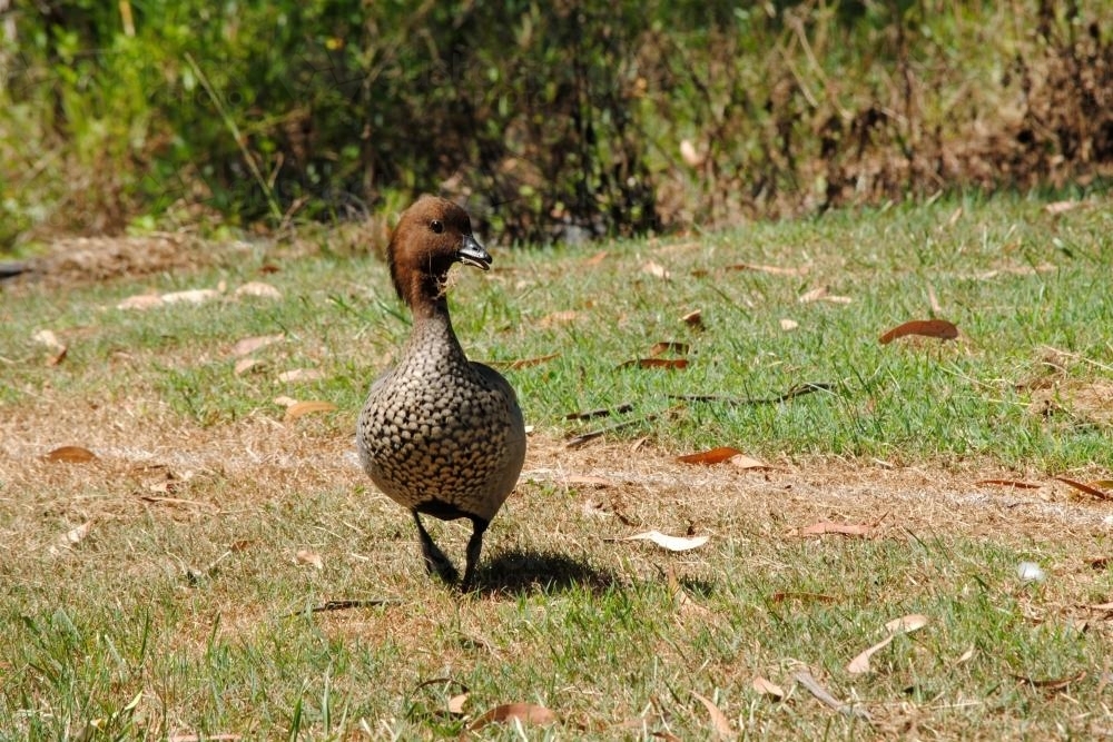 Image of Male Australian Wood Duck or Maned Duck (Chenonetta jubata ...