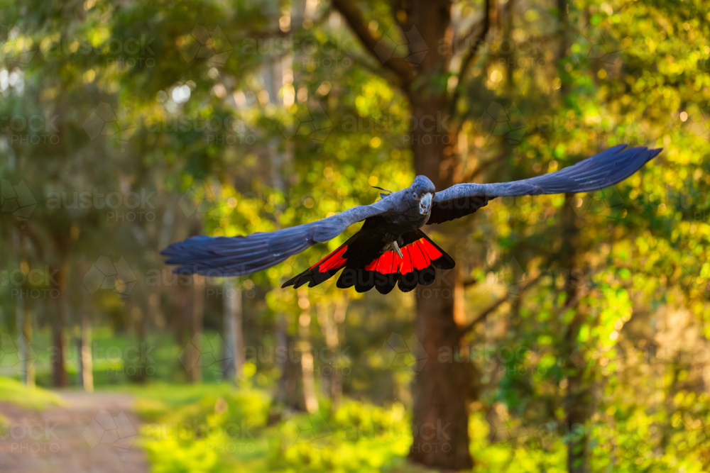 Image of Male red tailed black cockatoo bird flying through bushland ...