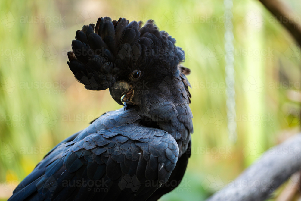 Image of Male red tailed black cockatoo bird preening feathers outdoors ...