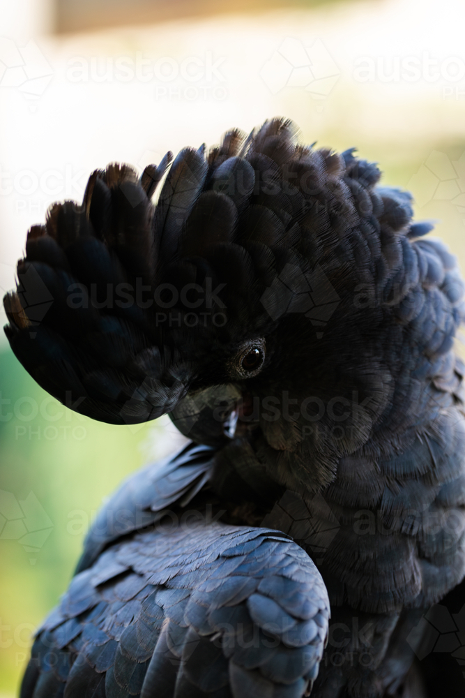 Image of Male red tailed black cockatoo bird preening feathers outdoors ...