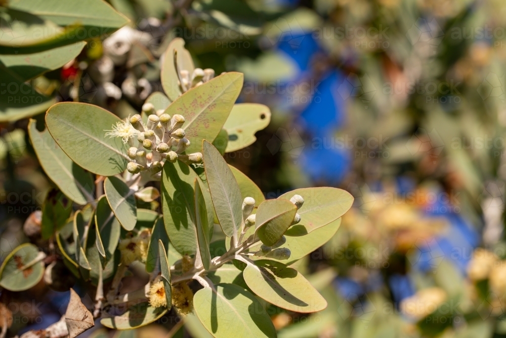 Image of mallee leaves and buds - Austockphoto
