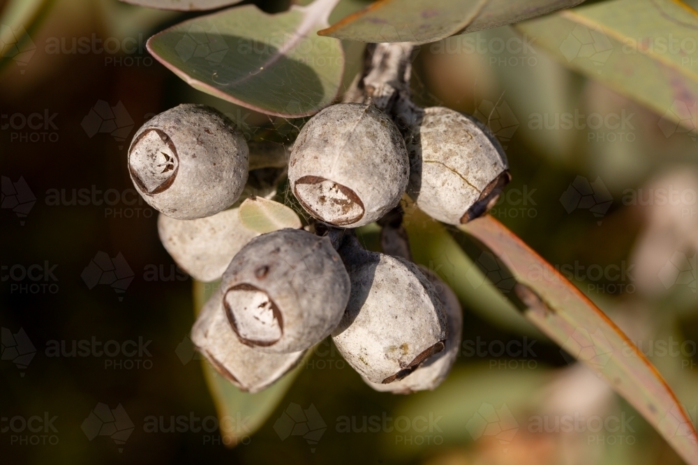Image of mallee seed pods - Austockphoto