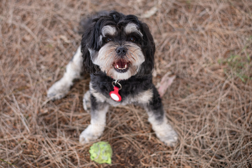 Image of Malshi dog with a tennis ball at its feet - Austockphoto