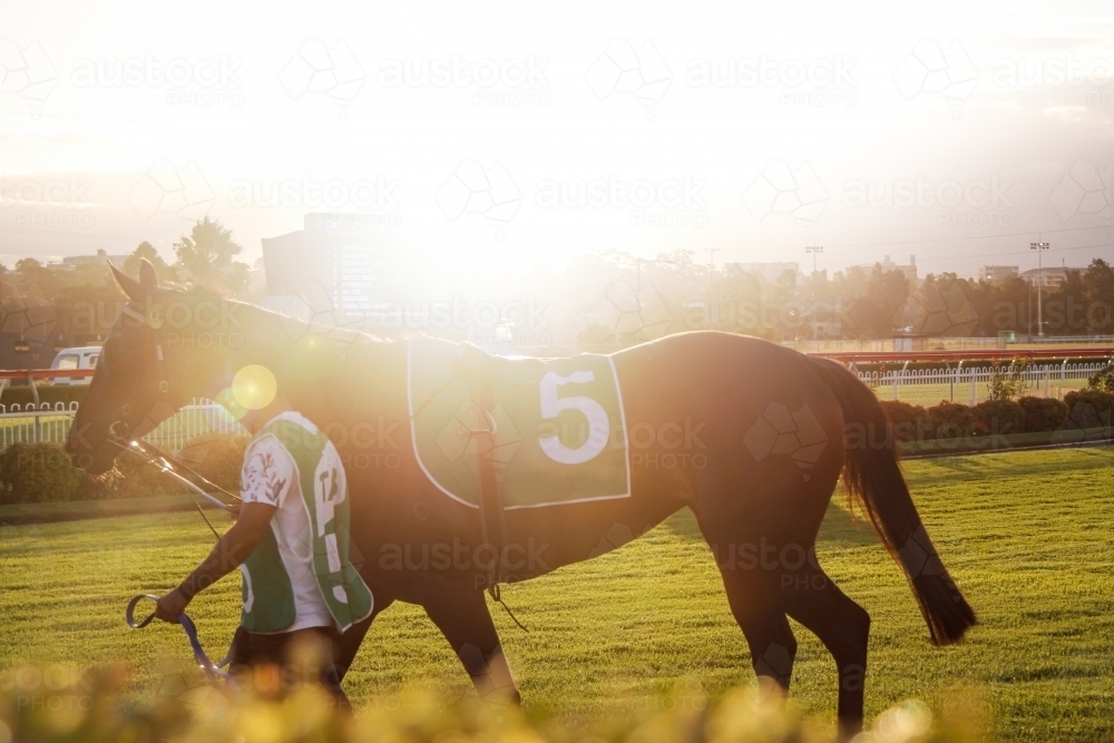 Image of Man leading a racehorse along at race track - Austockphoto