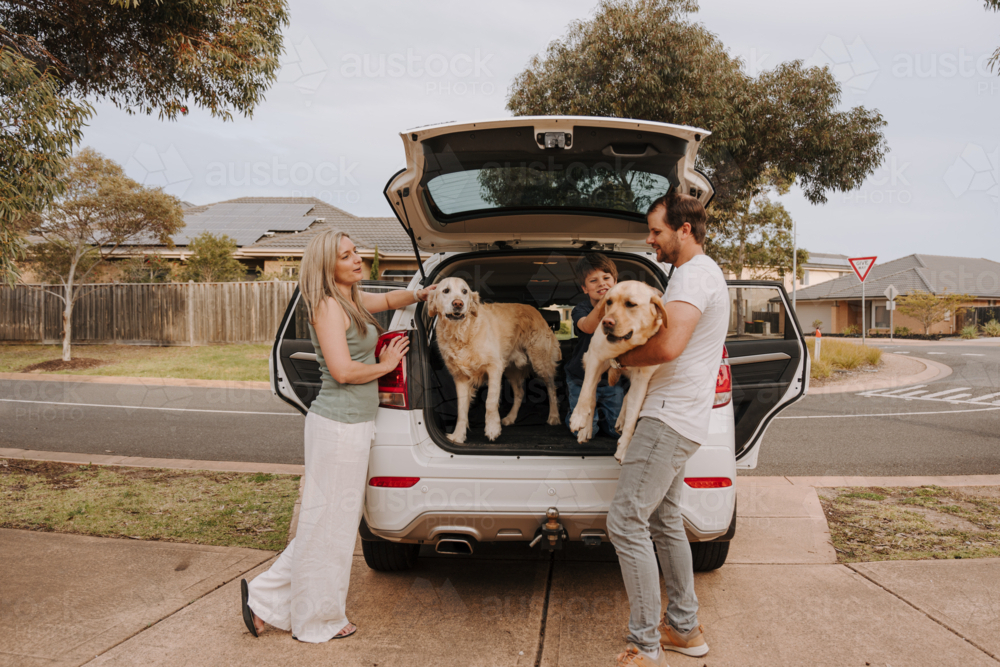 Image of Man loading the dogs inside the car boot. - Austockphoto