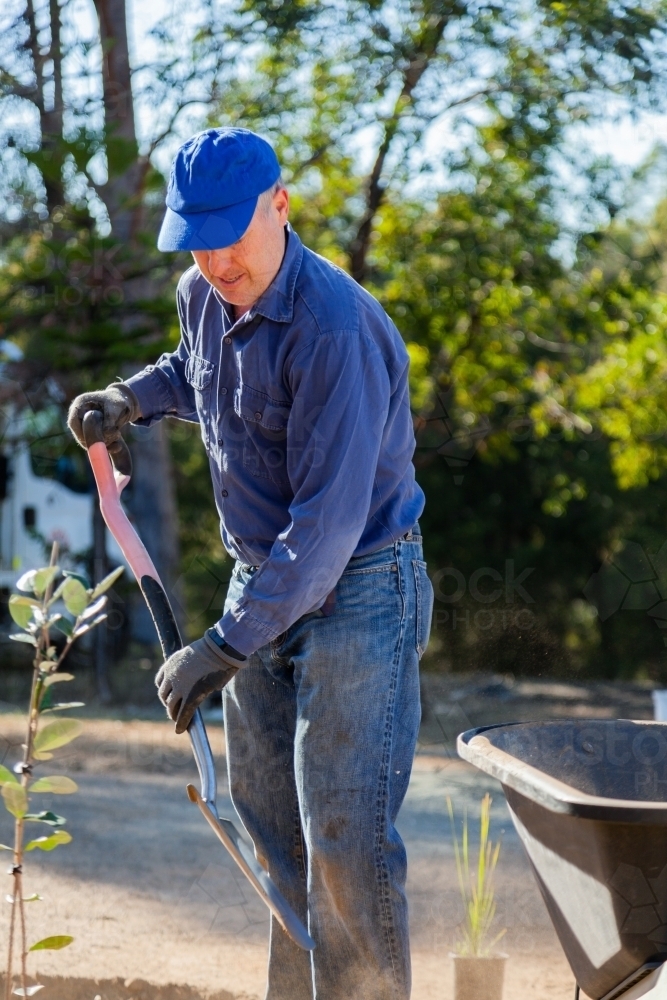 Image of Man shoveling dry dusty dirt into a wheelbarrow, gardening ...