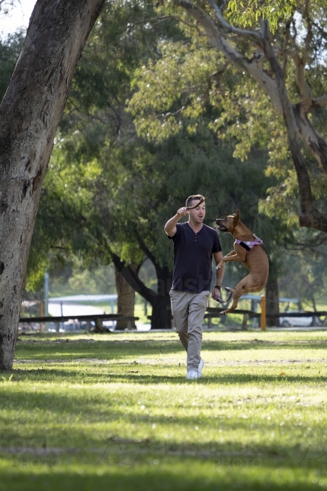 Image of Man throwing stick for dog in park - Austockphoto