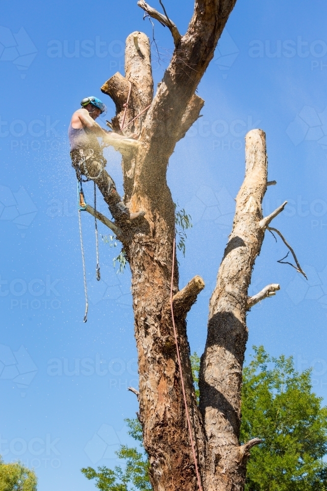 Image of Man using chainsaw high up in a tree - Austockphoto