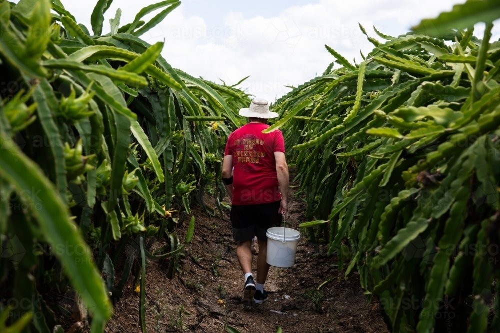 Image of man walking between rows of dragonfruit plants on a farm ...