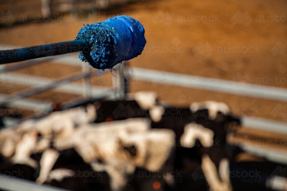 Image of Man with blue paint on rod for marking cows - Austockphoto