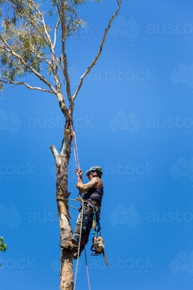 Image of Man with chainsaw climbing up a tree - Austockphoto