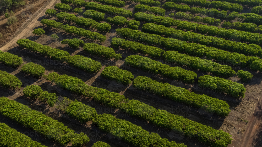 Image of Mango farming aerial view of trees in orchard - Austockphoto