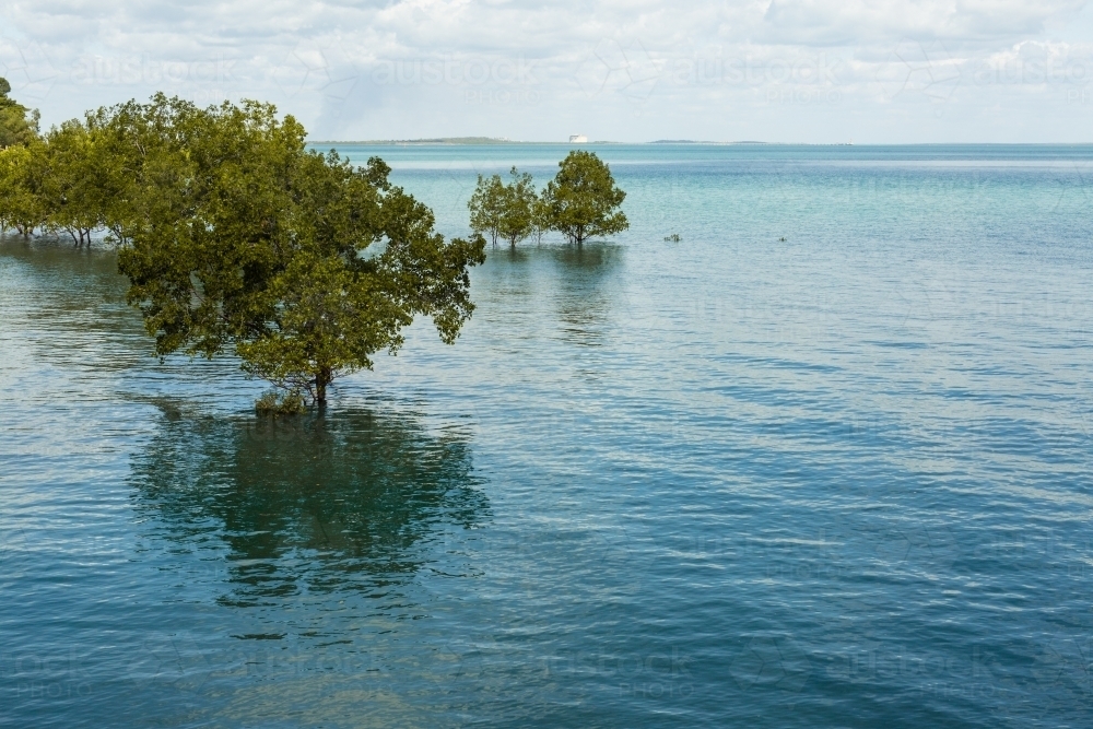 Image of Mangrove trees and their reflections in the ocean off darwin ...