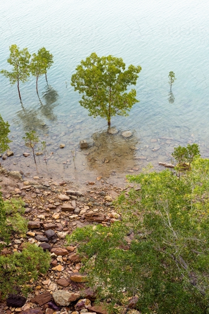 Image of Mangrove trees and their reflections in the ocean off Darwin ...