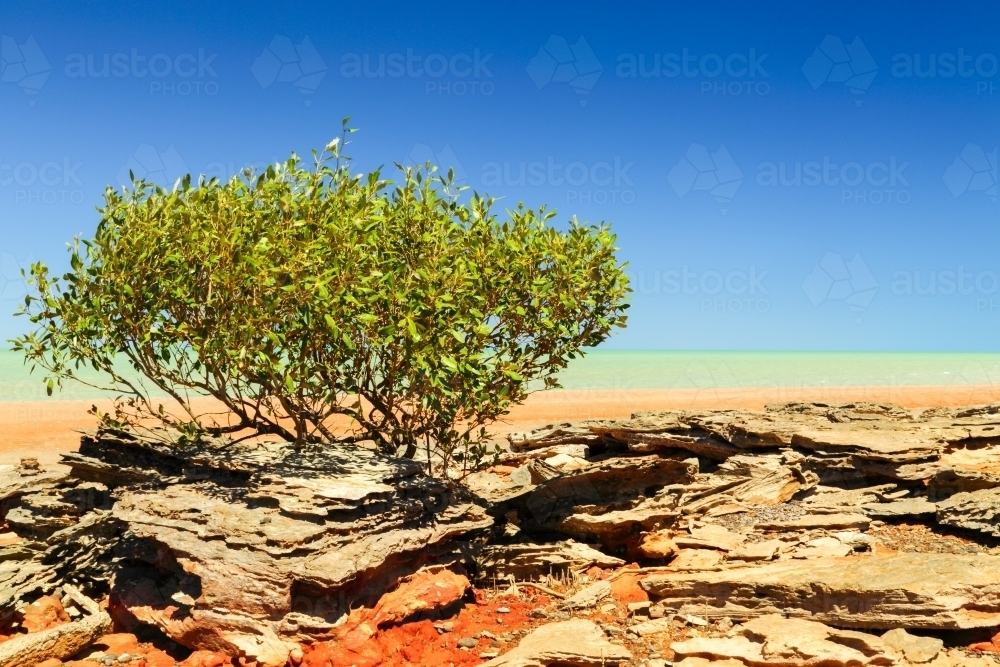 Image of Mangroves on the red shore of Roebuck Bay, WA. - Austockphoto
