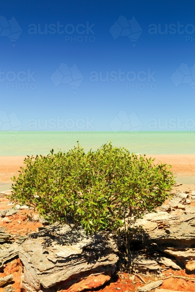 Image of Mangroves on the red shore of Roebuck Bay, WA. - Austockphoto