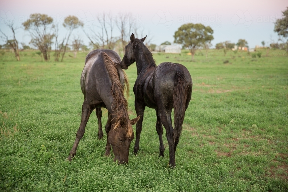 Image of Mare and foal - Austockphoto