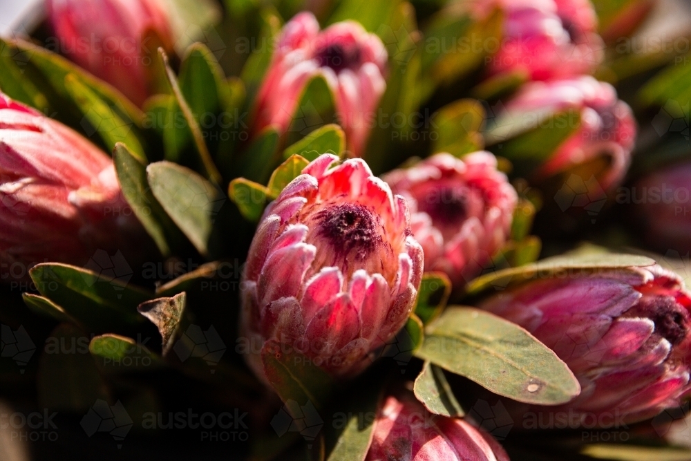 Image of market fresh protea flowers in the sun - Austockphoto