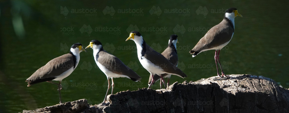 Image of Masked Lapwing - Austockphoto