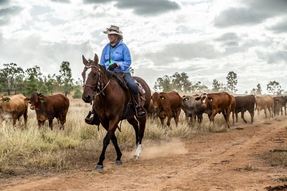 Image of Mature Caucasian women mustering a mob of cattle on the move ...