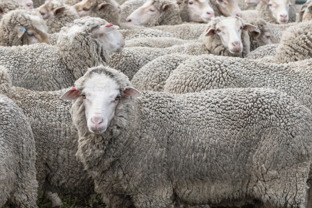 Image of Merino ewe looking at camera in front of others - Austockphoto