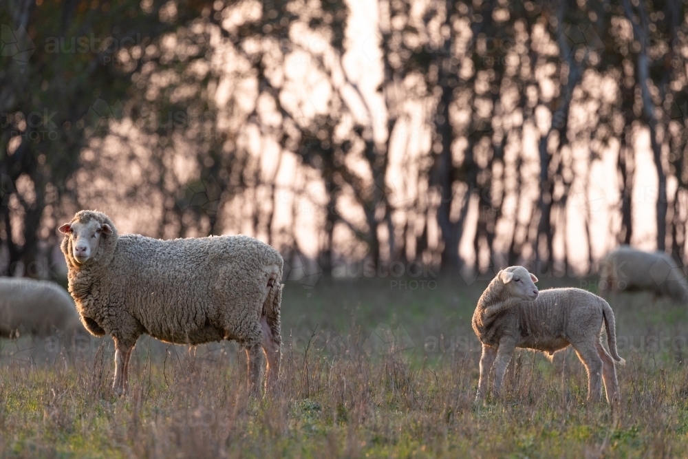 Image of Merino ewe with a merino ram lamb in a paddock at sunset ...