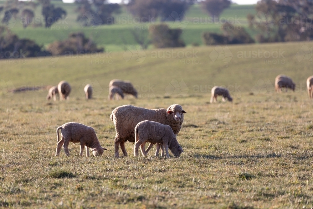 Image of Merino ewe with twin merino lambs in a paddock - Austockphoto