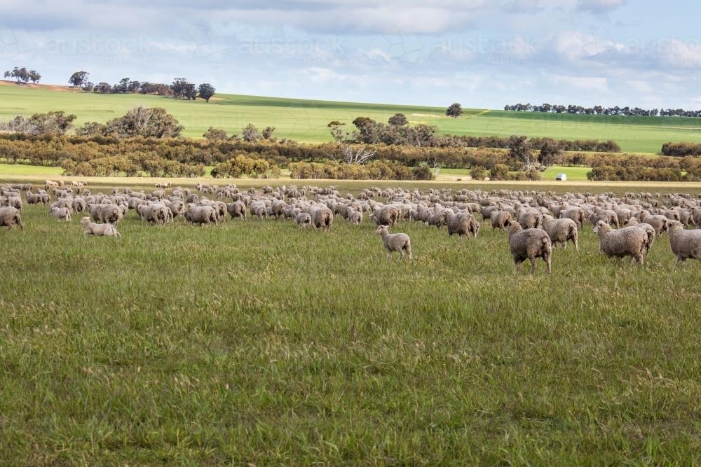 Image of Merino ewes and lambs on Australian farm - Austockphoto