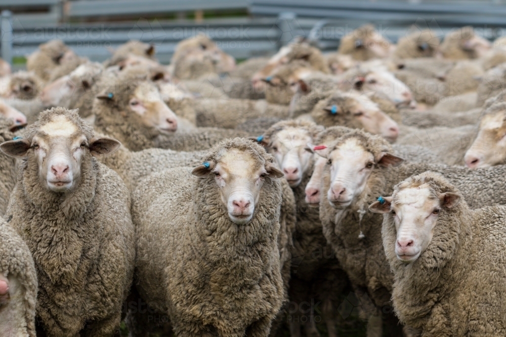 Image of Merino ewes in yard looking at camera - Austockphoto