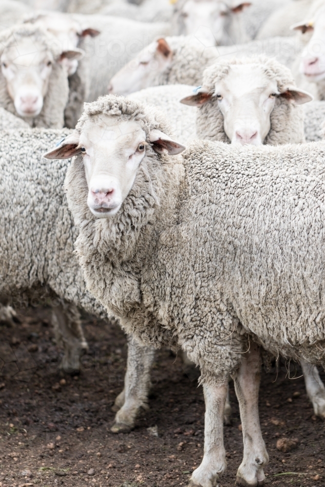 Image of Merino ewes looking at camera - Austockphoto