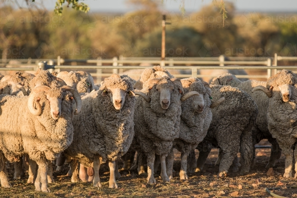 Image of Merino rams looking at the camera - Austockphoto