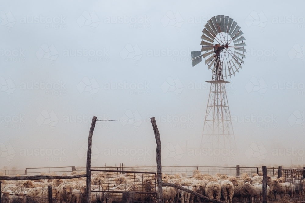 Image of Merino sheep mob in yard in front of wind mill - Austockphoto