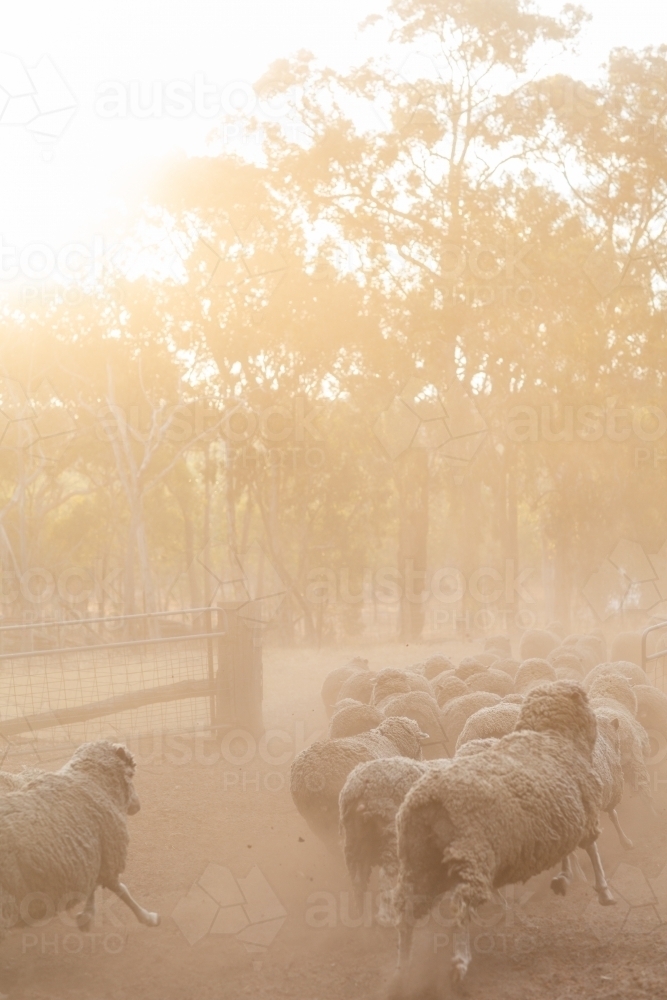 Image of Merino sheep running through gate in dusty yards - Austockphoto