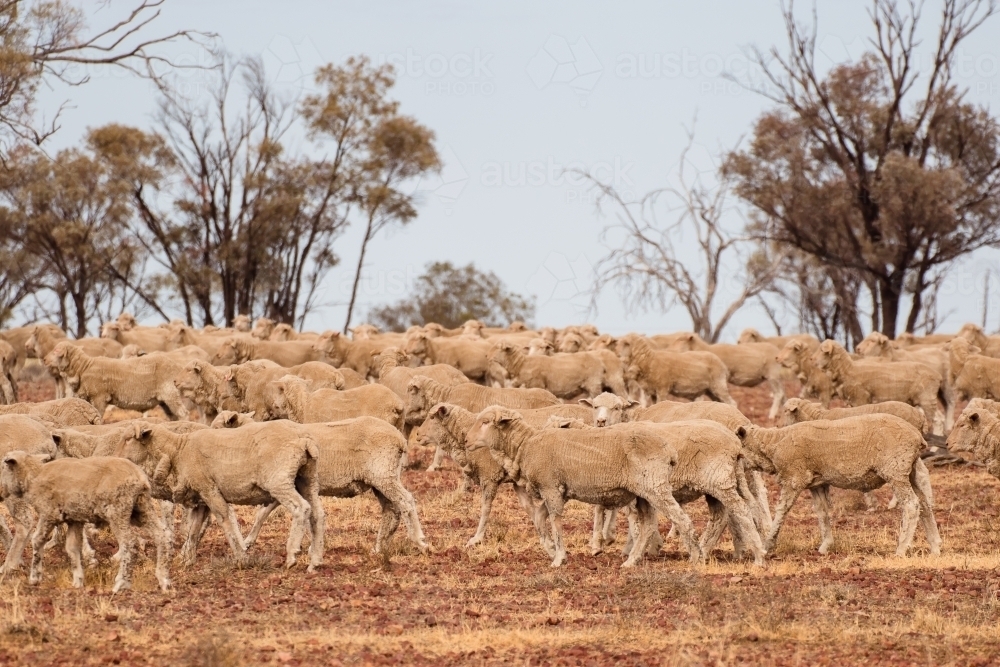 Image of Merino sheep walking in paddock - Austockphoto