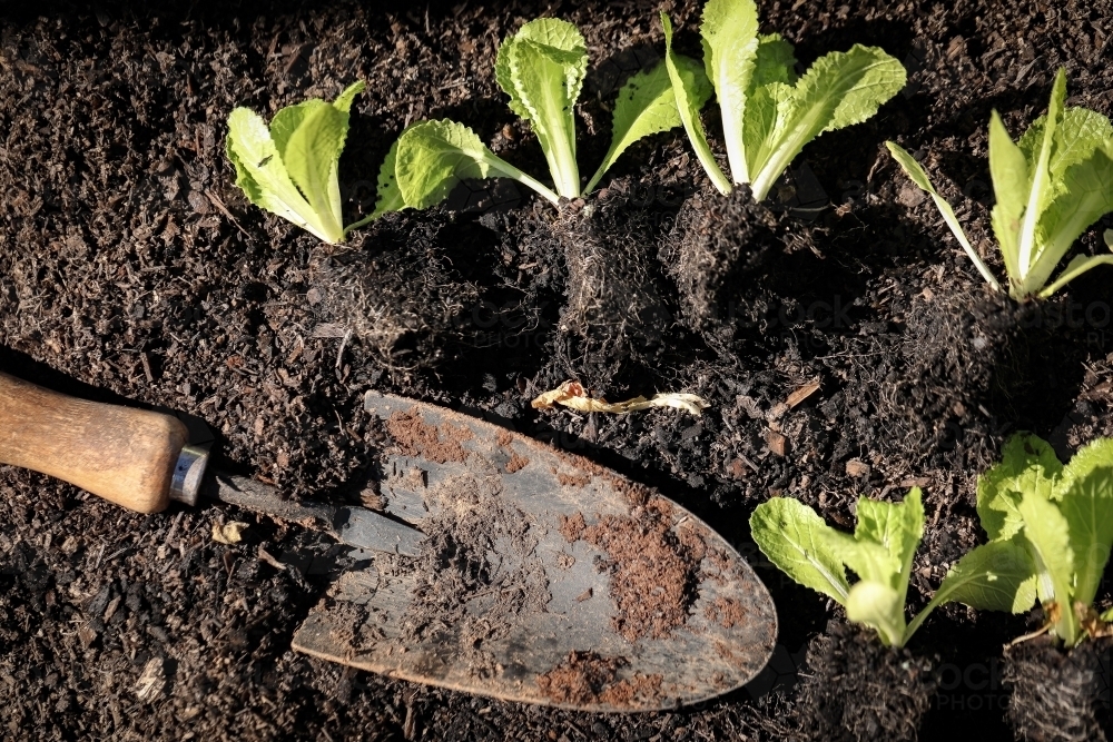 Image of Metal spade in the vegetable garden with wombok seedlings ...