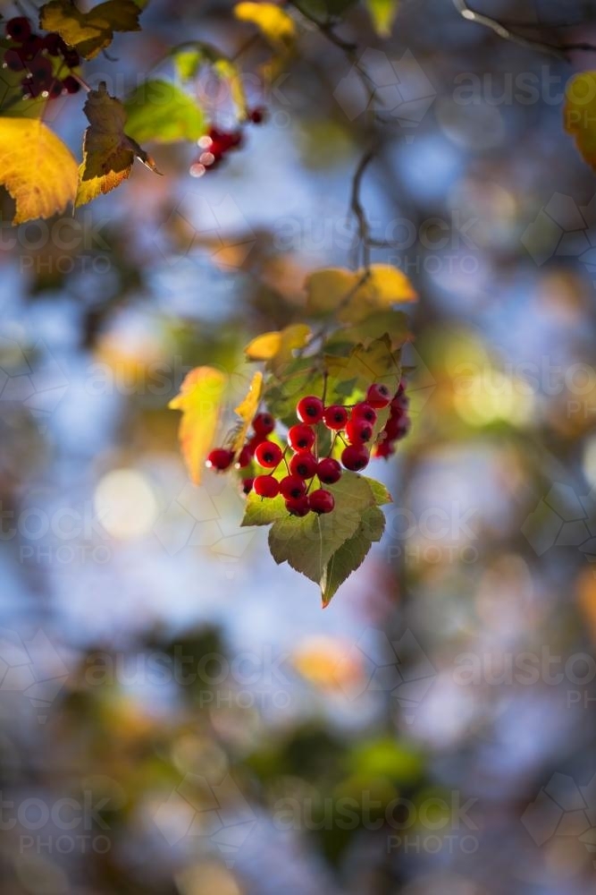 Image of Mexican hawthorn (Crataegus) and berries - Austockphoto