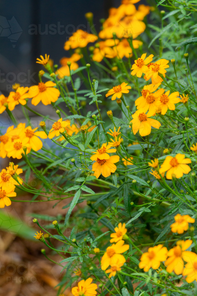 Image of Mexican Marigold in bloom with yellow flowers. - Austockphoto