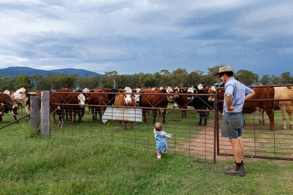 Image of Middle aged farmer with toddler child watching cattle in ...