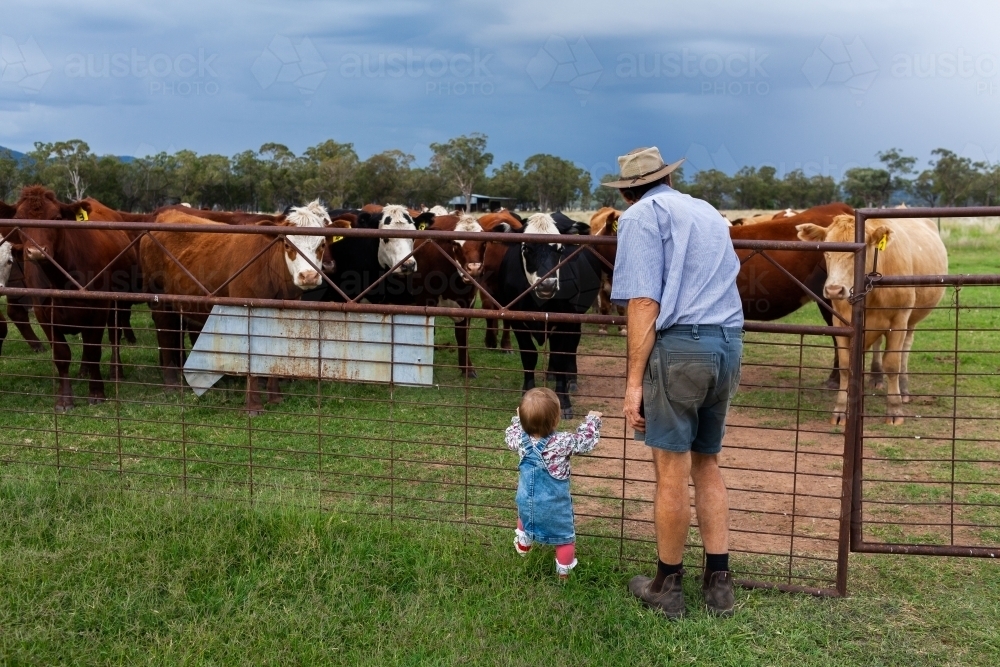 Image of Middle aged farmer with toddler child watching cattle in ...