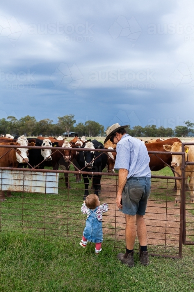 Image of Middle aged farmer with toddler child watching cattle in ...