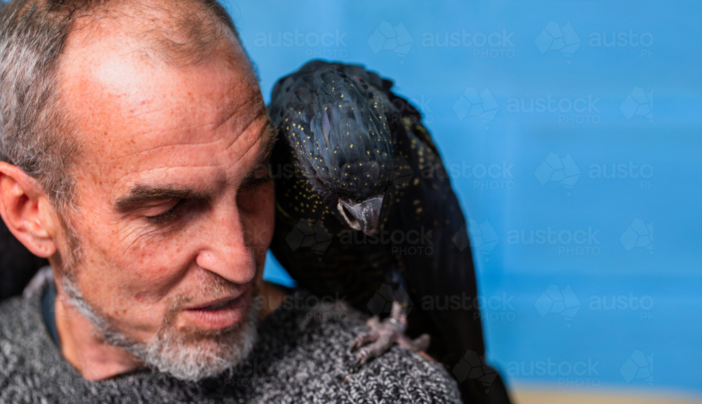 Image of Middle aged man with pet red tailed black cockatoo bird on ...