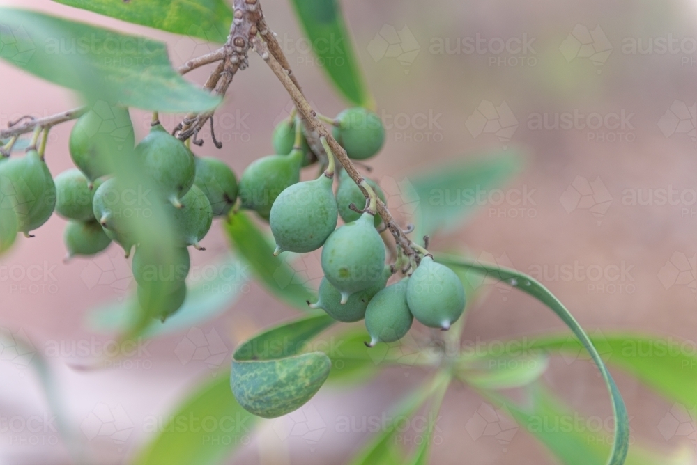 Image of Milky Plums - Austockphoto
