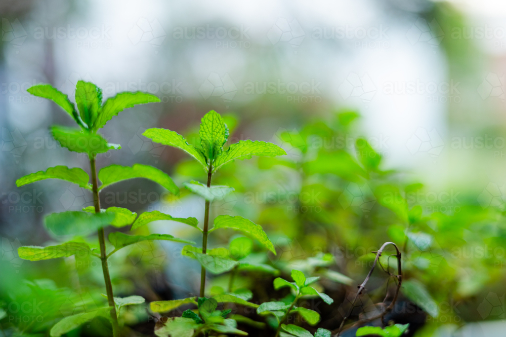 Image of Mint plants thrive in a vertical herb garden, brightening up ...