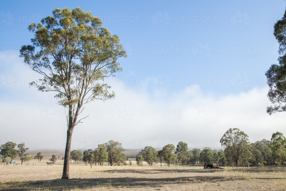 Image of Mist moving away as sun rises on lone gum tree in paddock ...