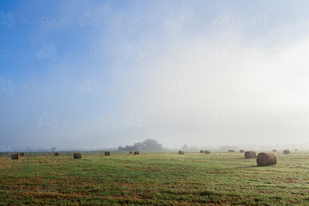Image of Mist rising off farmland paddock dotted with harvested round ...