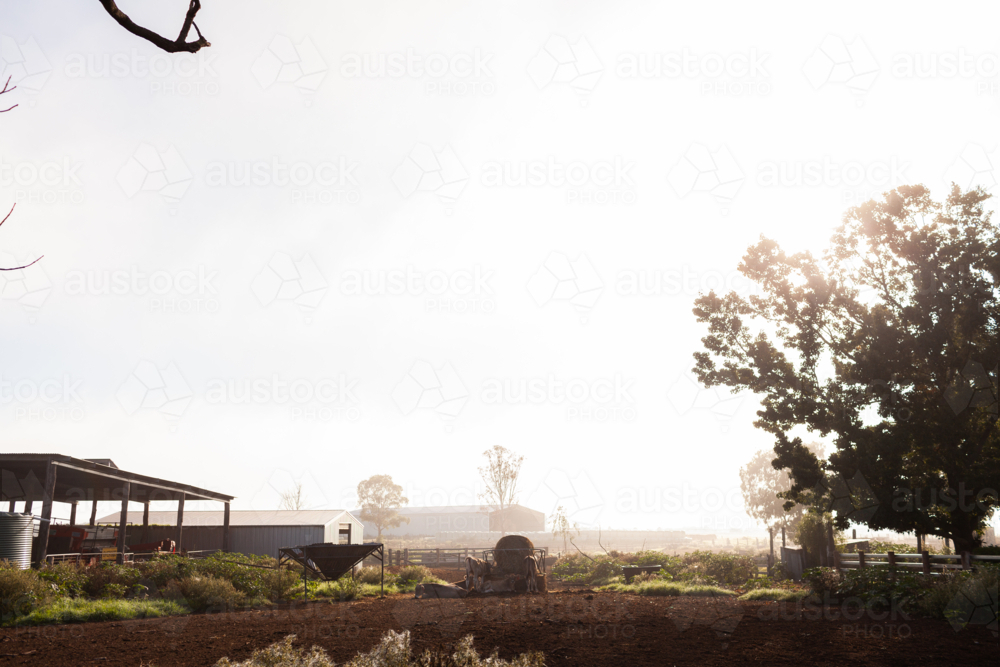 Image of Misty morning over farm scene with young cows around feeder ...